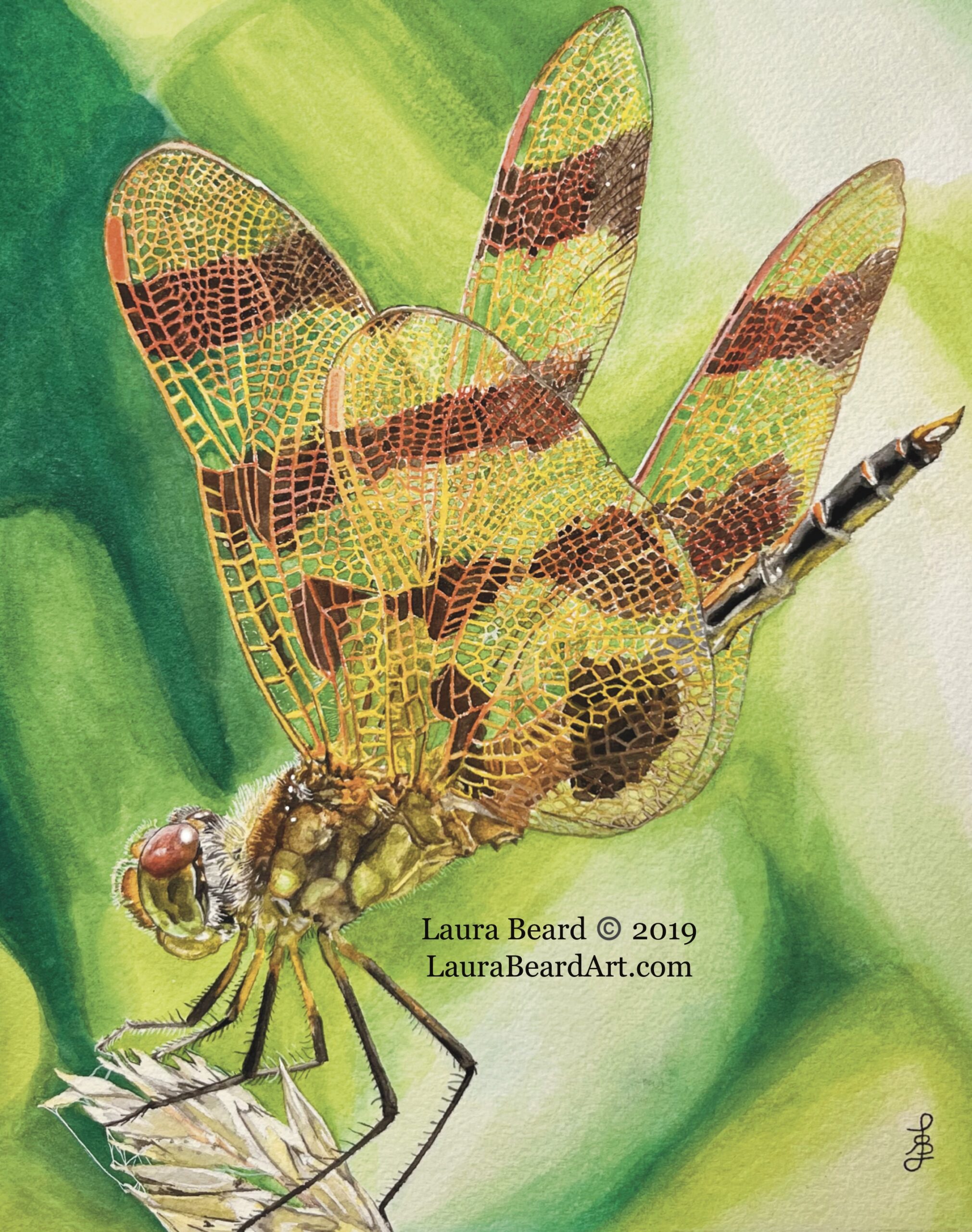 Natural World Collection – Laura Beard Art